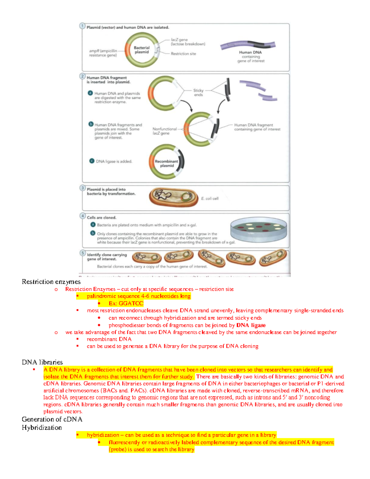 Lecture notes detailed content 14-14 - Restriction enzymes o ...