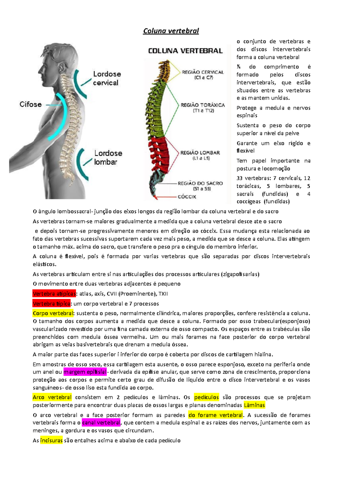 Coluna vertebral - Protege a medula e nervos espinais Sustenta o peso ...