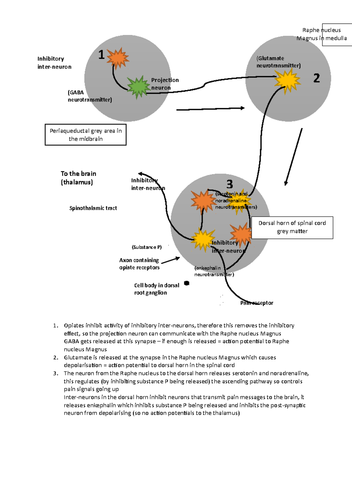 Seminar content - descending pathway - Opiates inhibit activity of ...