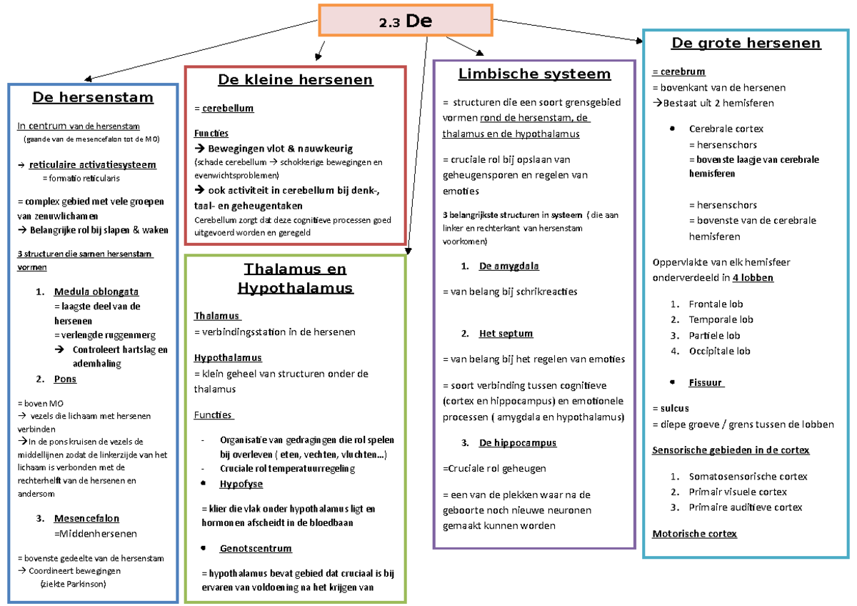 Schema H2 - hersenen - De De hersenstam In centrum van de hersenstam ...