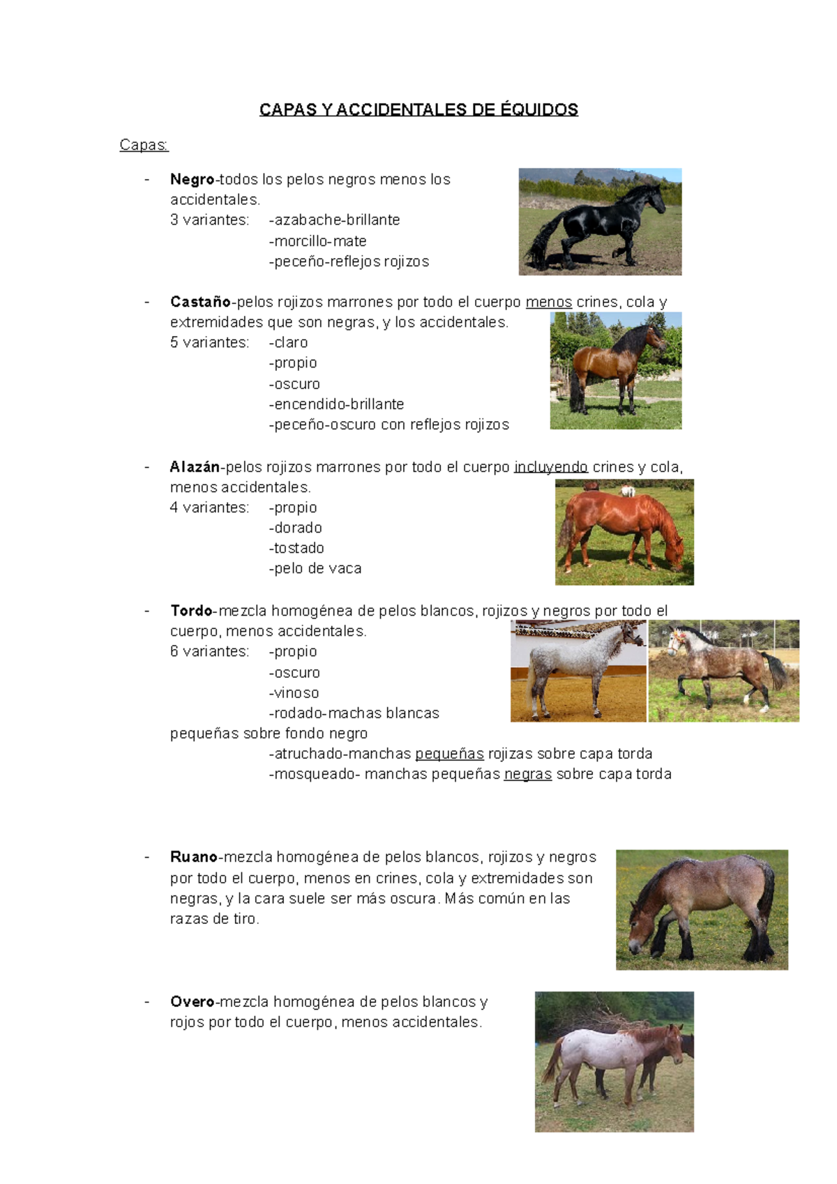 4. capas equidos - Razas de animales etnología - CAPAS Y ACCIDENTALES DE Capas: los pelos negros ...