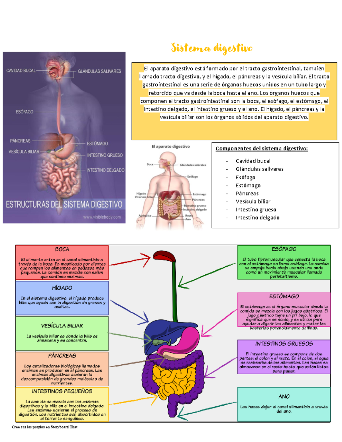 Sistema digestivo oficial - Sistema digestivo El aparato digestivo est ...