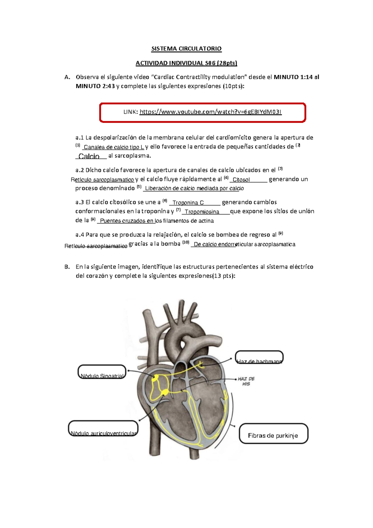 Tarea semana 6 circulatorio - SISTEMA CIRCULATORIO ACTIVIDAD INDIVIDUAL ...