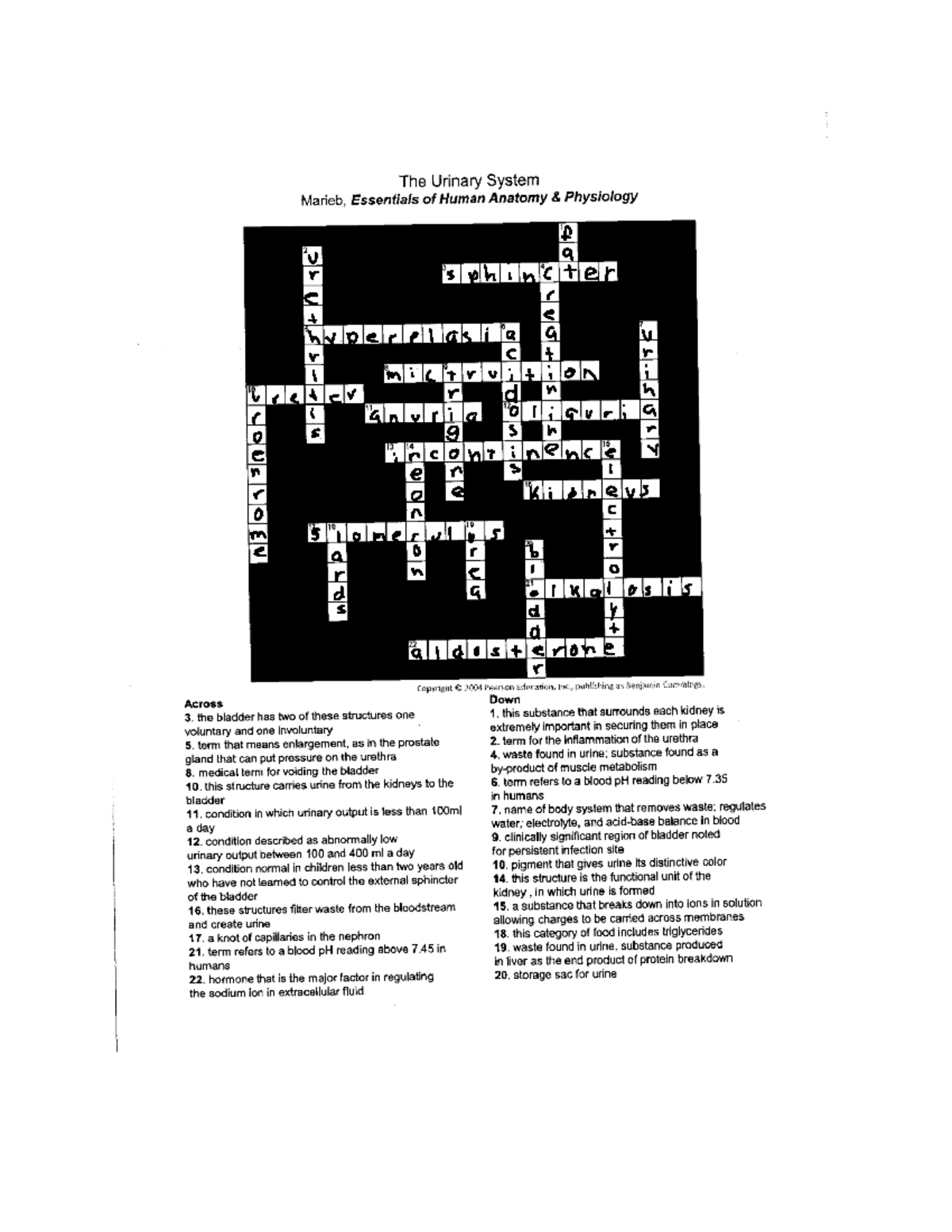 Urinary System Crossword - BIO-45 - Studocu