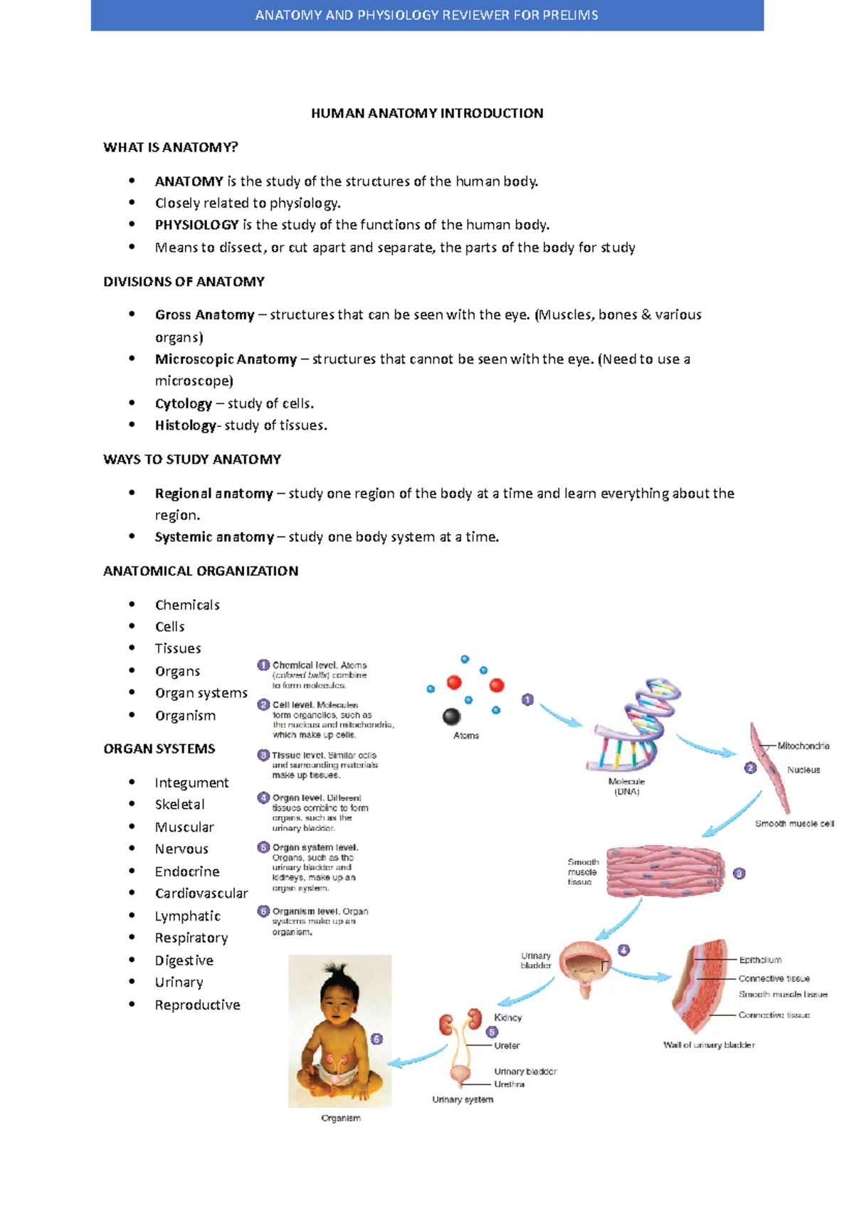 reviewer for anaphy - HUMAN ANATOMY INTRODUCTION WHAT IS ANATOMY ...