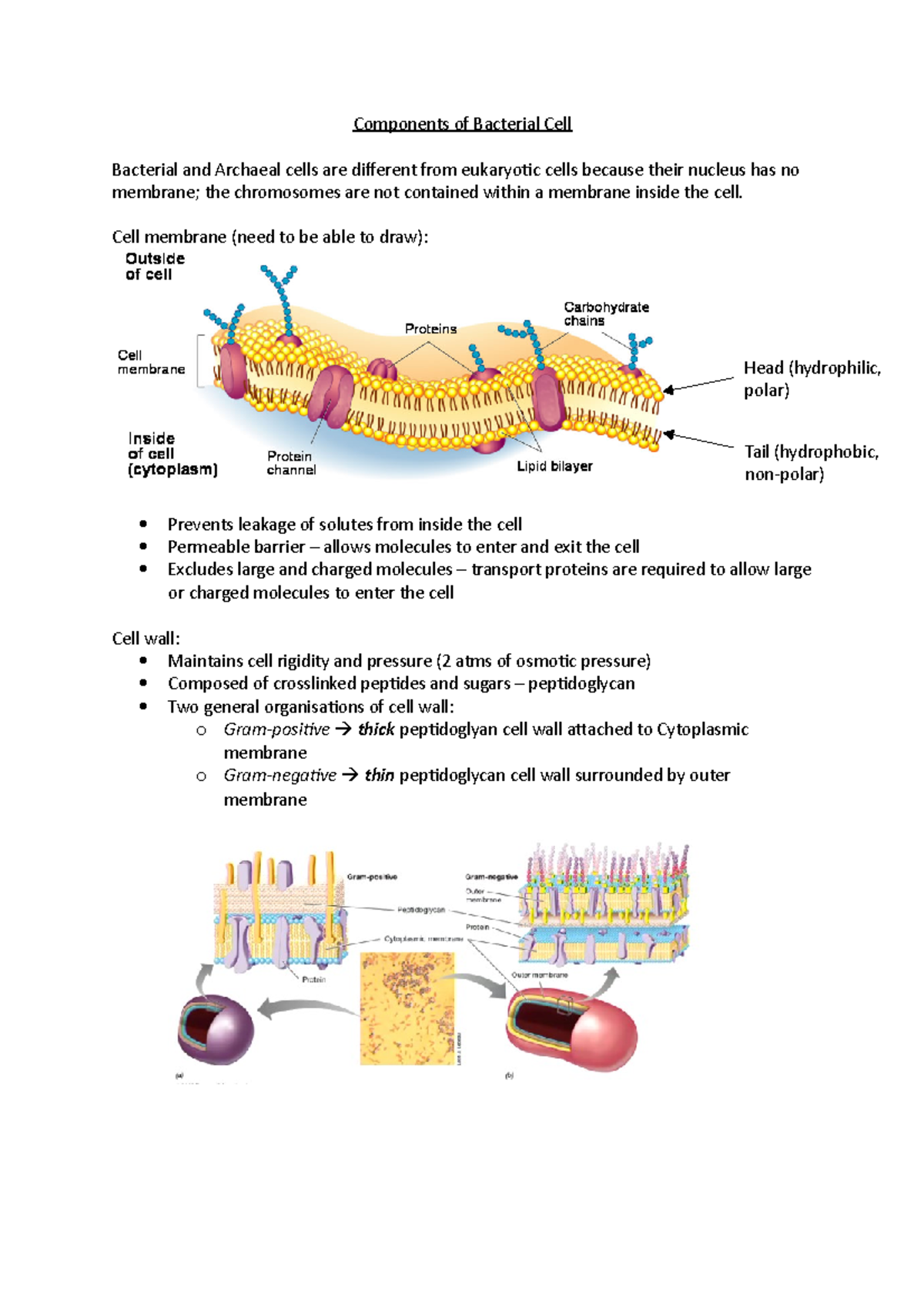 Lecture 1 - Components of Bacterial Cell - Components of Bacterial Cell ...