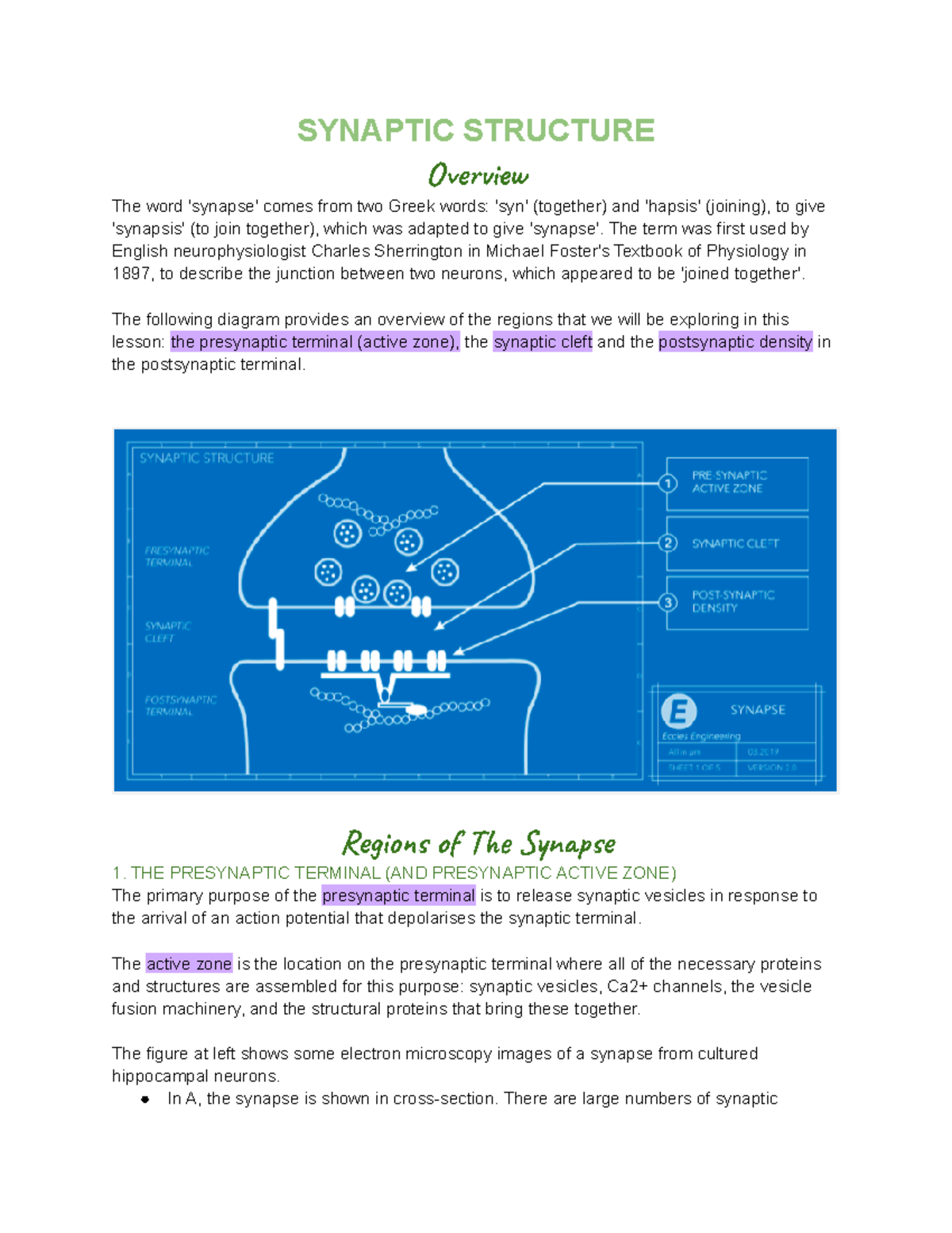Lecture Notes 13 Synaptic Structure - SYNAPTIC STRUCTURE Overview The ...