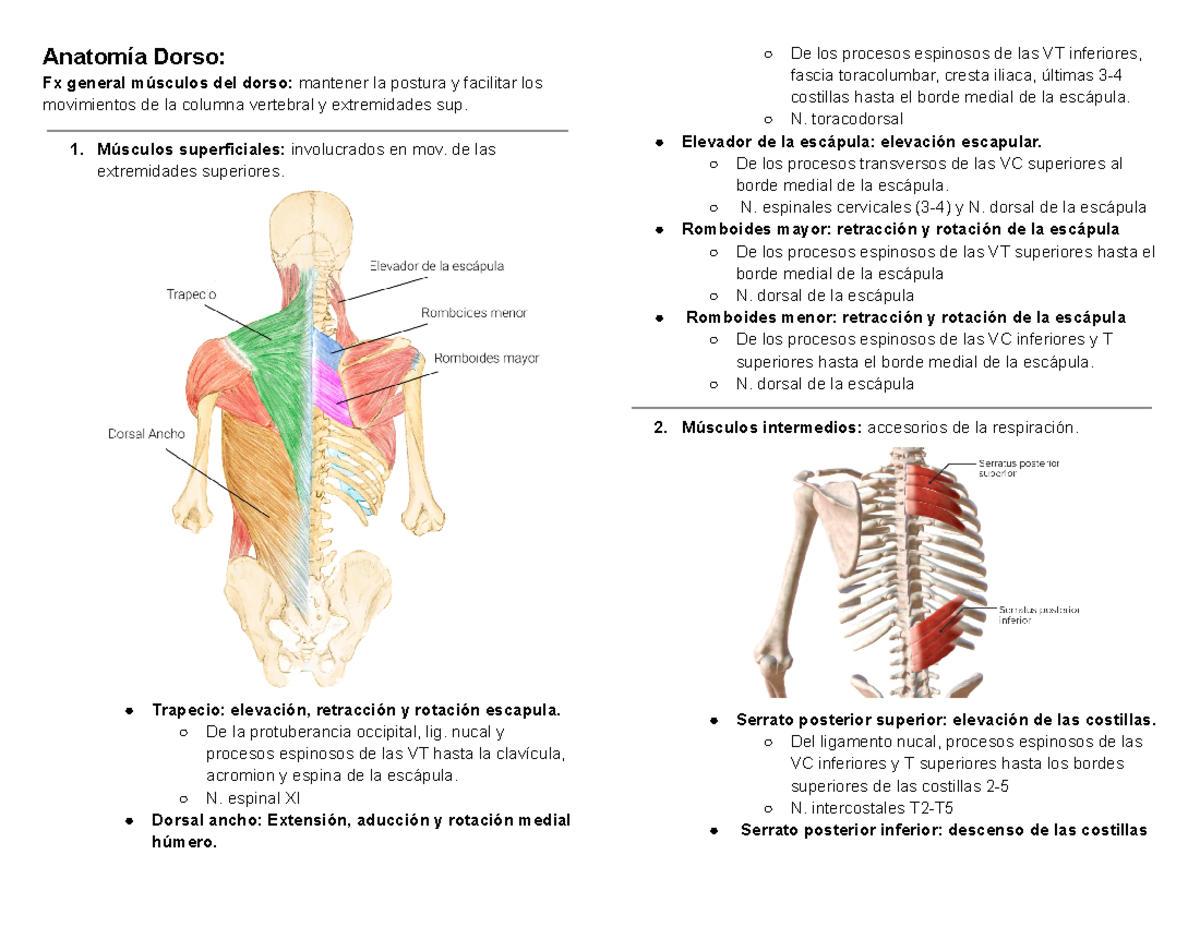 Anatomía del dorso - Anatomía Dorso: Fx general músculos del dorso ...