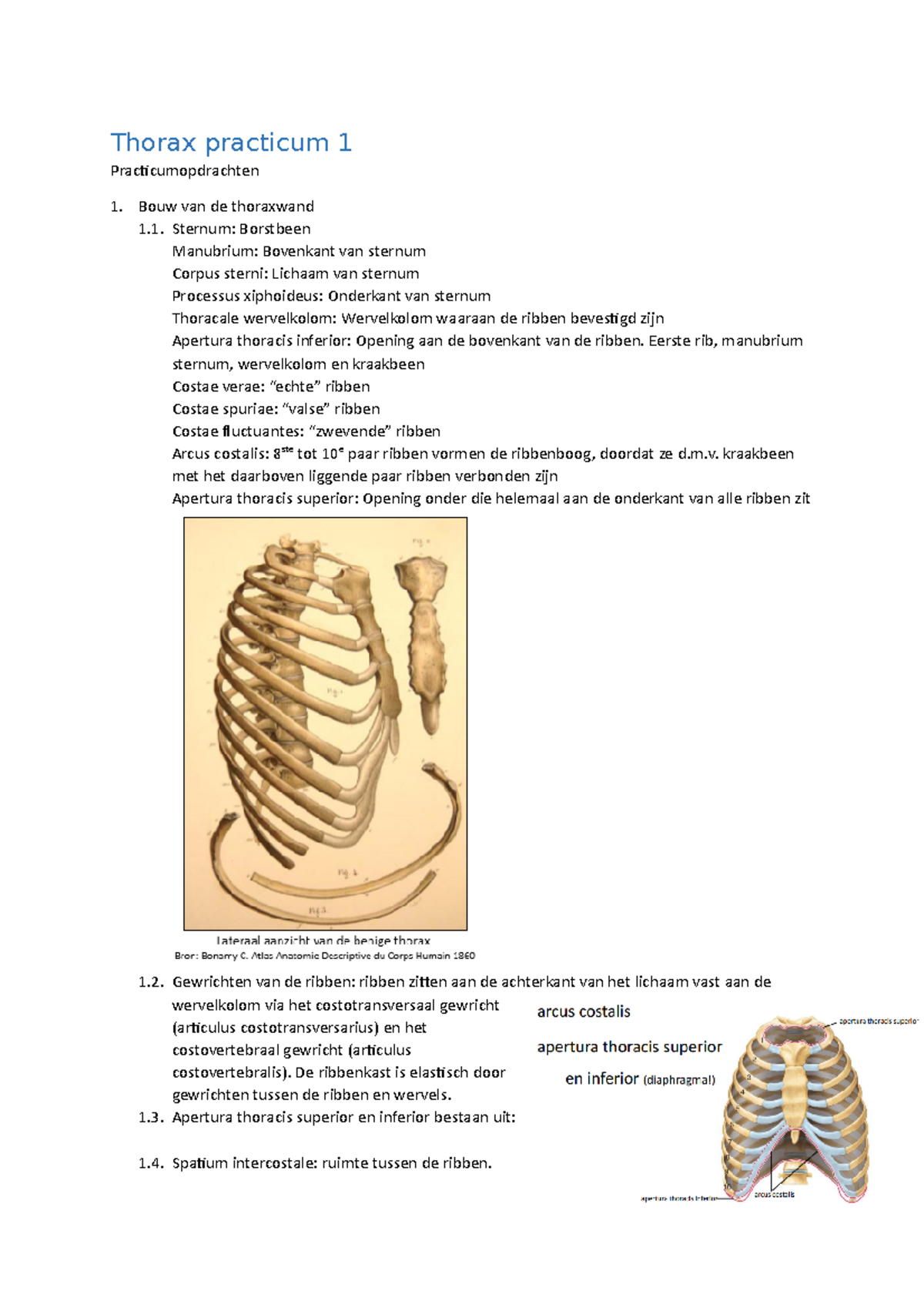 Thorax practicum 1 - Eerste rib, manubrium sternum, wervelkolom en ...