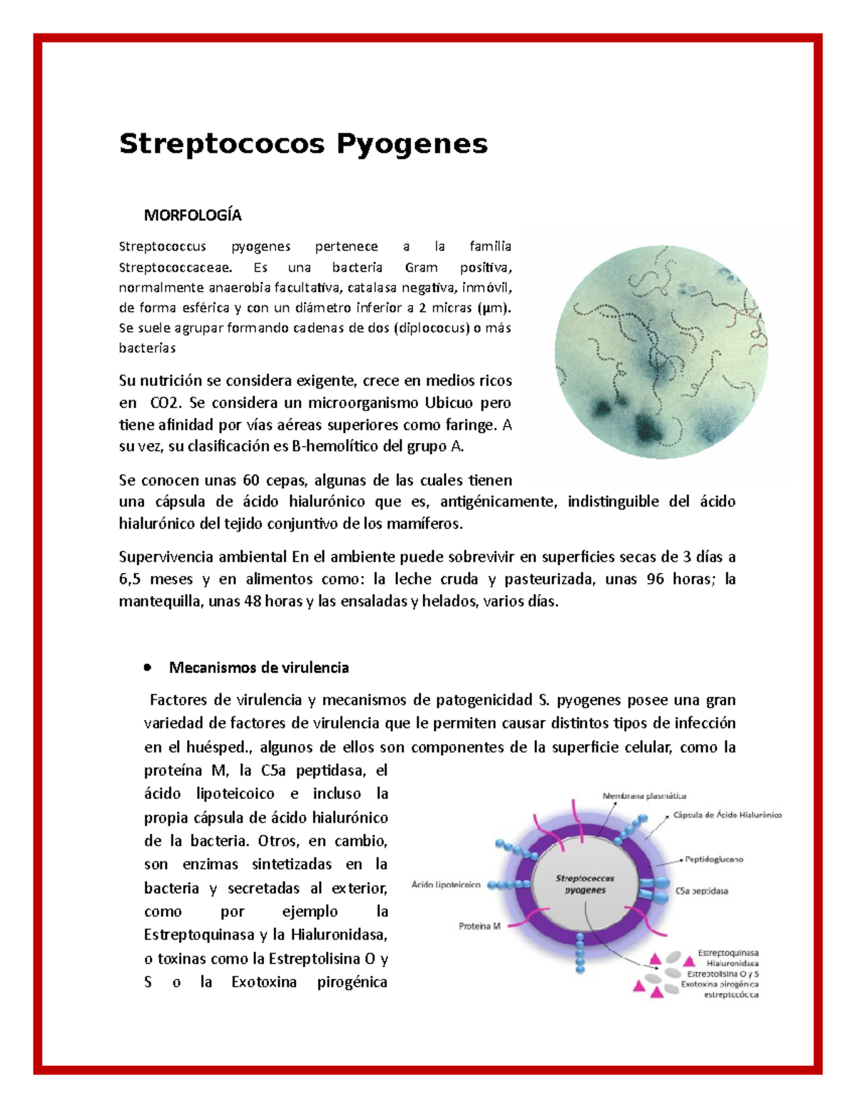 Streptococos Pyogenes - Streptococos Pyogenes MORFOLOGÍA Streptococcus ...