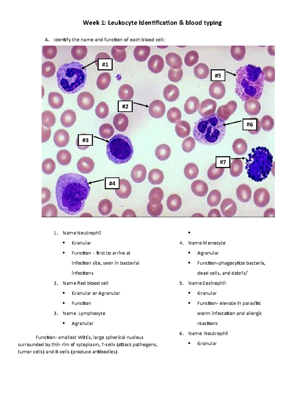 Wk1R Blood cell ID & Blood typing - Week 1: Leukocyte Identification ...