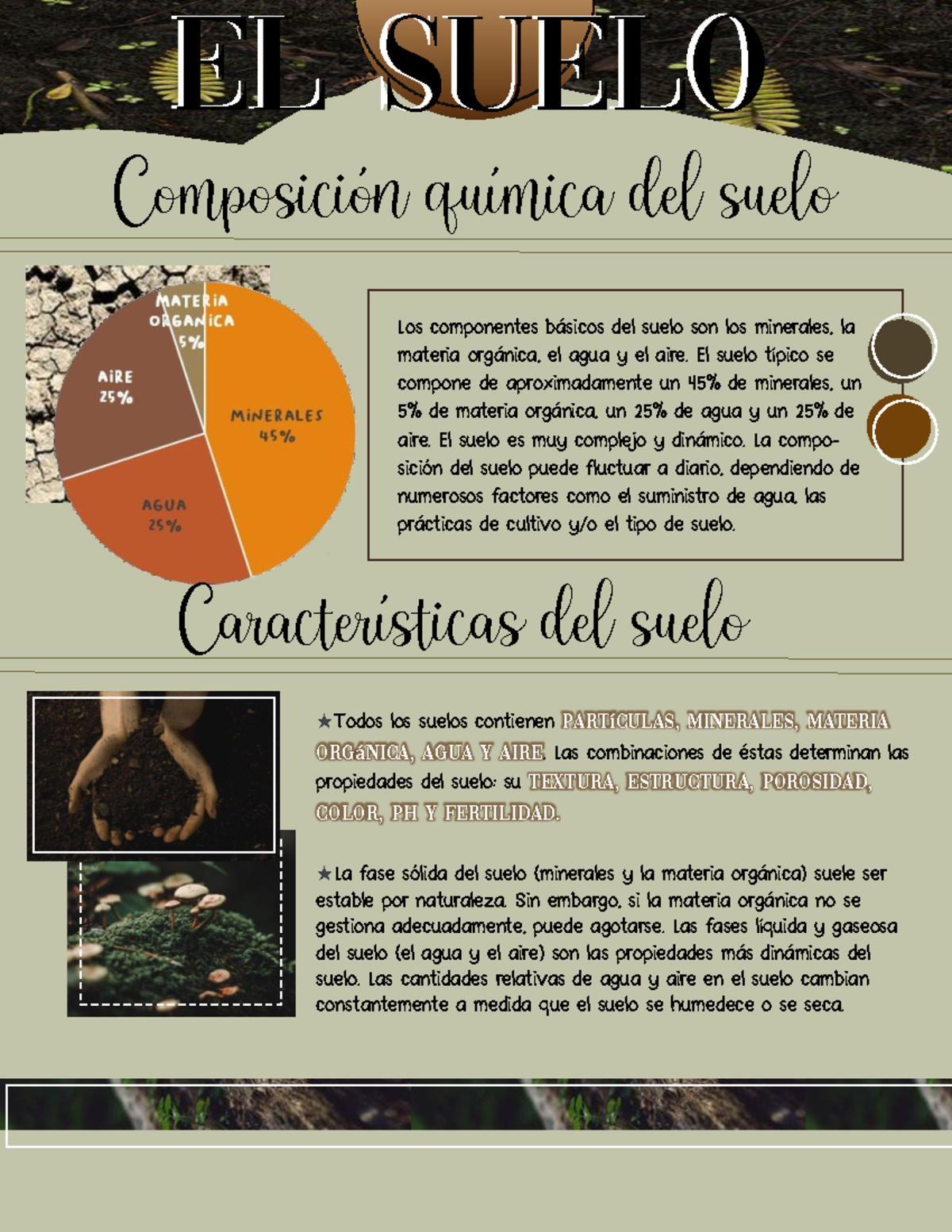 Composicion y caracteristicas del suelo - El sueloEl suelo ComposiciÛn ...