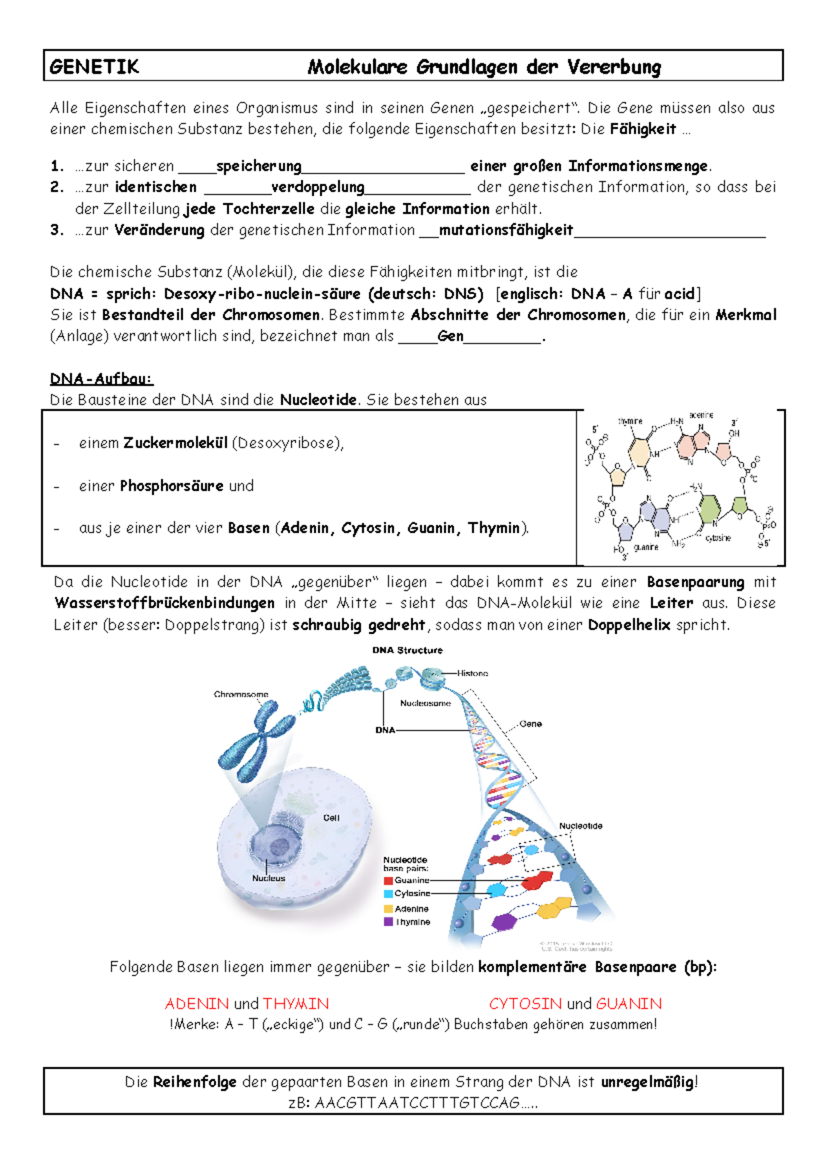 Molekulare Grundlagen der Vererbung - Die Gene müssen also aus einer ...