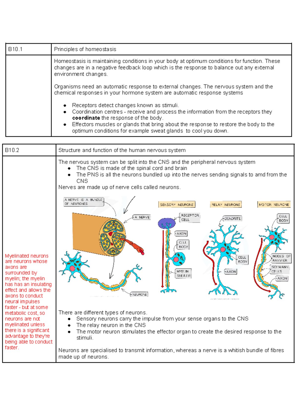 B10 The human nervous system - B10 Principles of homeostasis ...