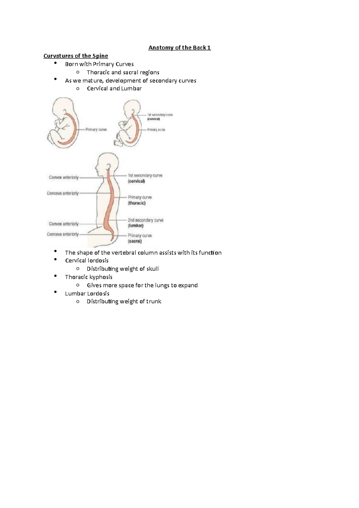Anatomy of the Back 1 - Lecture notes 11 - Anatomy of the Back 1 ...