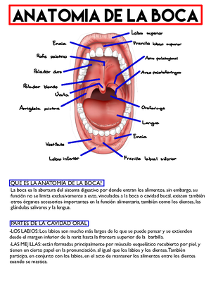 Anatomía Dental apunte - Anatomía Dental Objetivo general: al terminar ...
