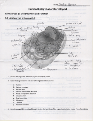 Lab Exercise 3 Human Biology Lab Report - BSC 1020 - Studocu
