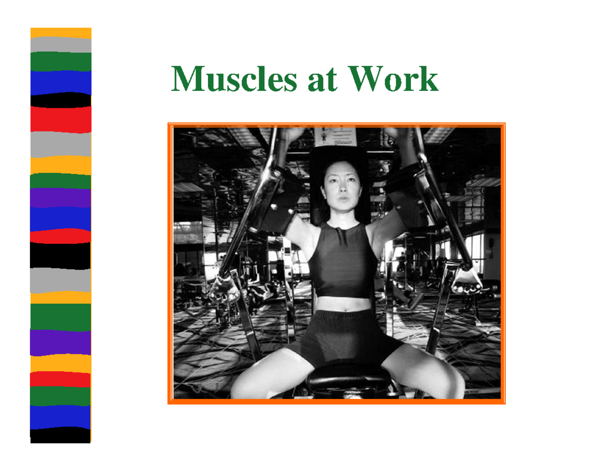 CH 06 Muscles at Work 2020 Slides Color University of Winnipeg ...