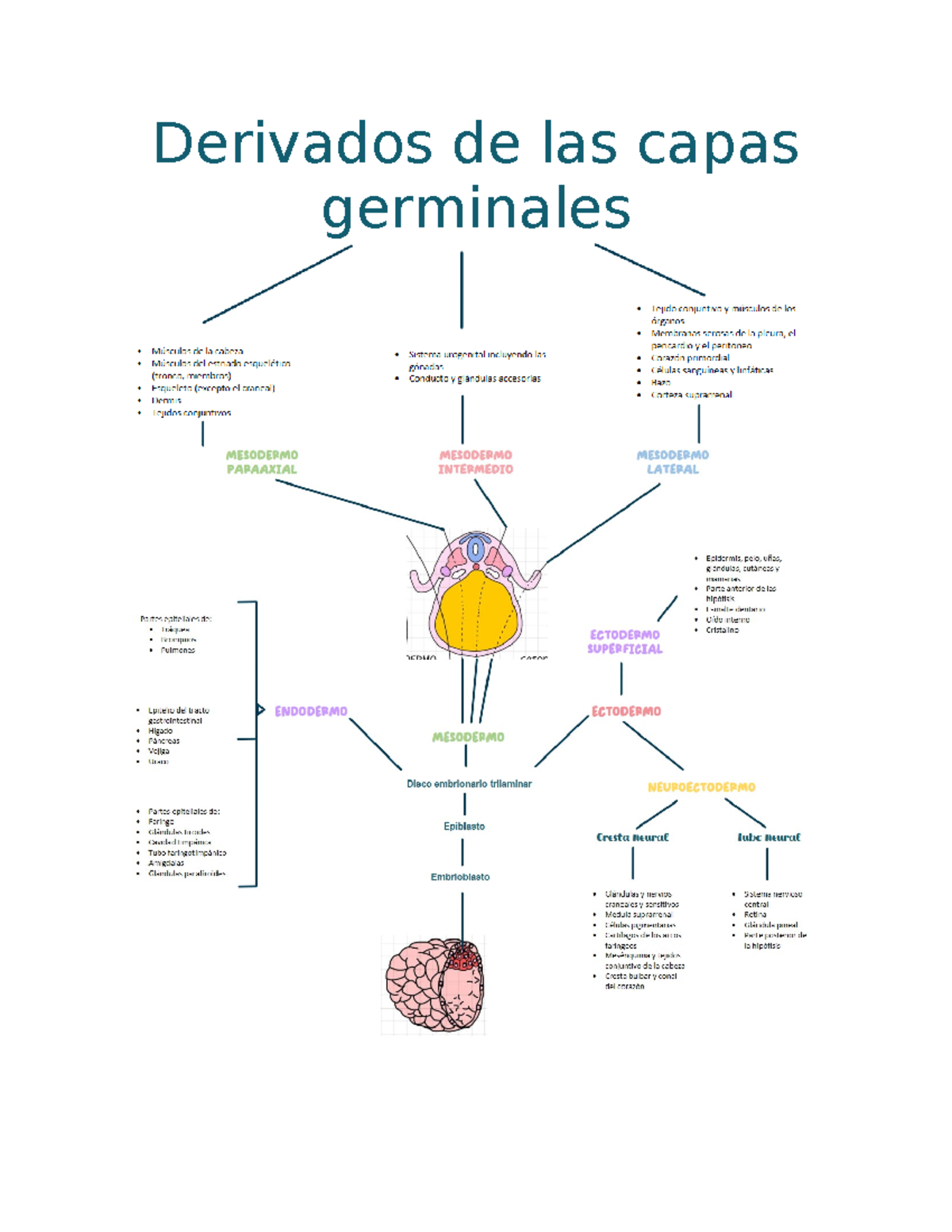 Derivados de las capas germinales - Embriología - Studocu