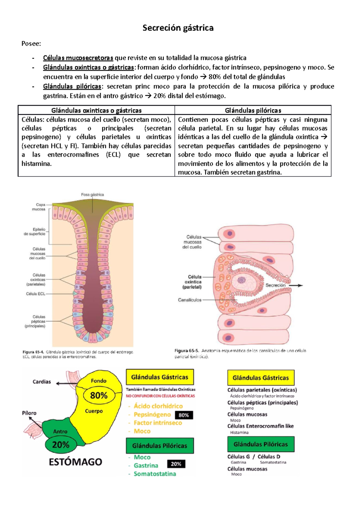 6. Secreción gástrica - Secreción gástrica Posee: - Células ...