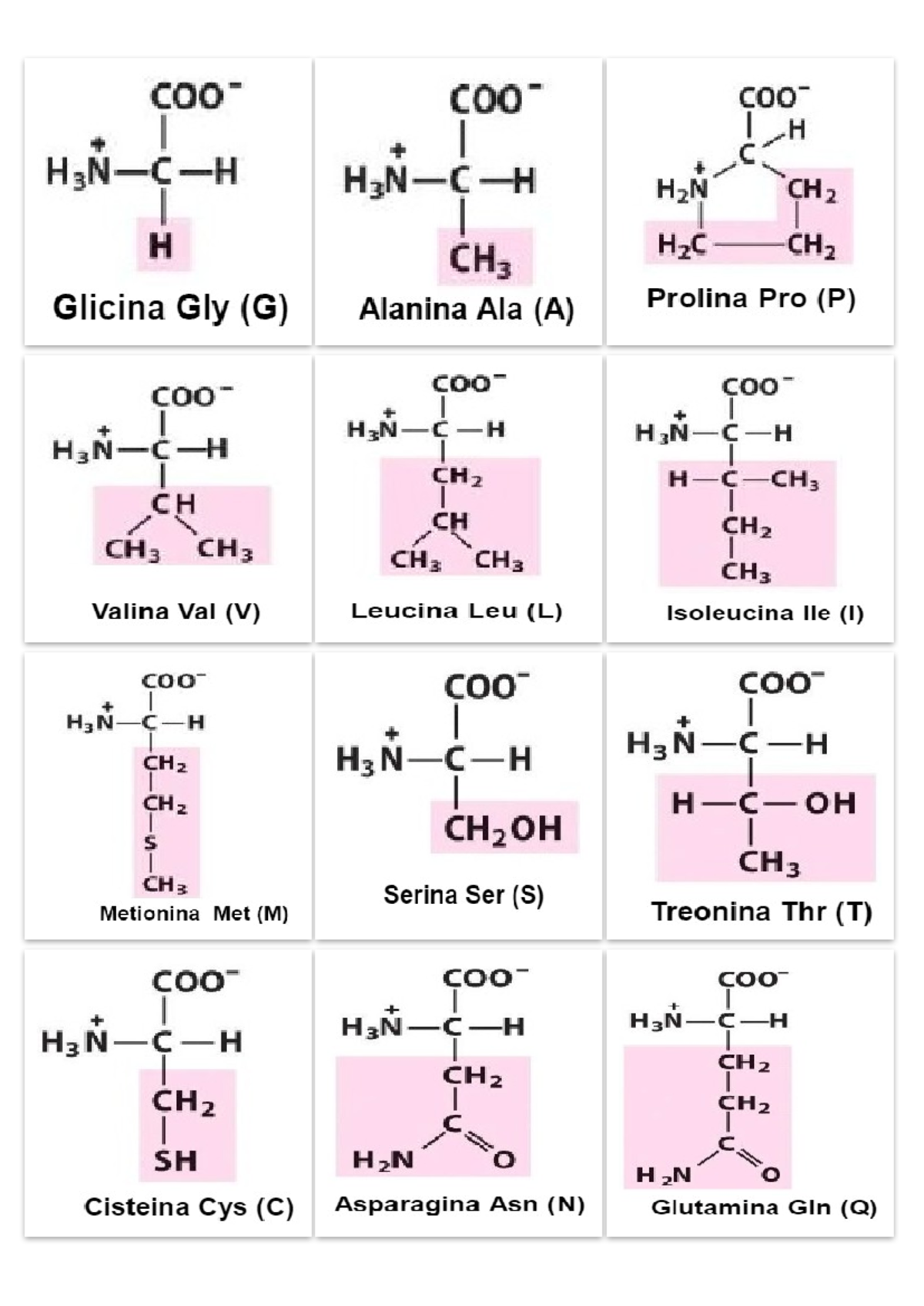 Aminoacidos formulas para imprimir - Bioquímica - Studocu