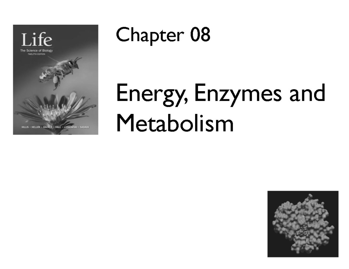 Chapter 8 - Enzymes - Chapter 08 Energy, Enzymes and Metabolism Energetics Two main types of ...