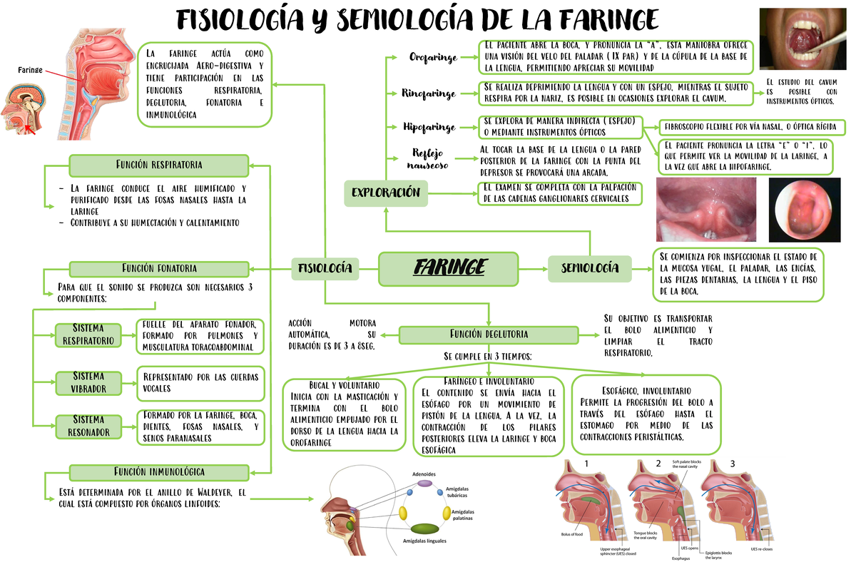 Semiología y fisiología de la faringe - FARINGE La faringe actúa como ...