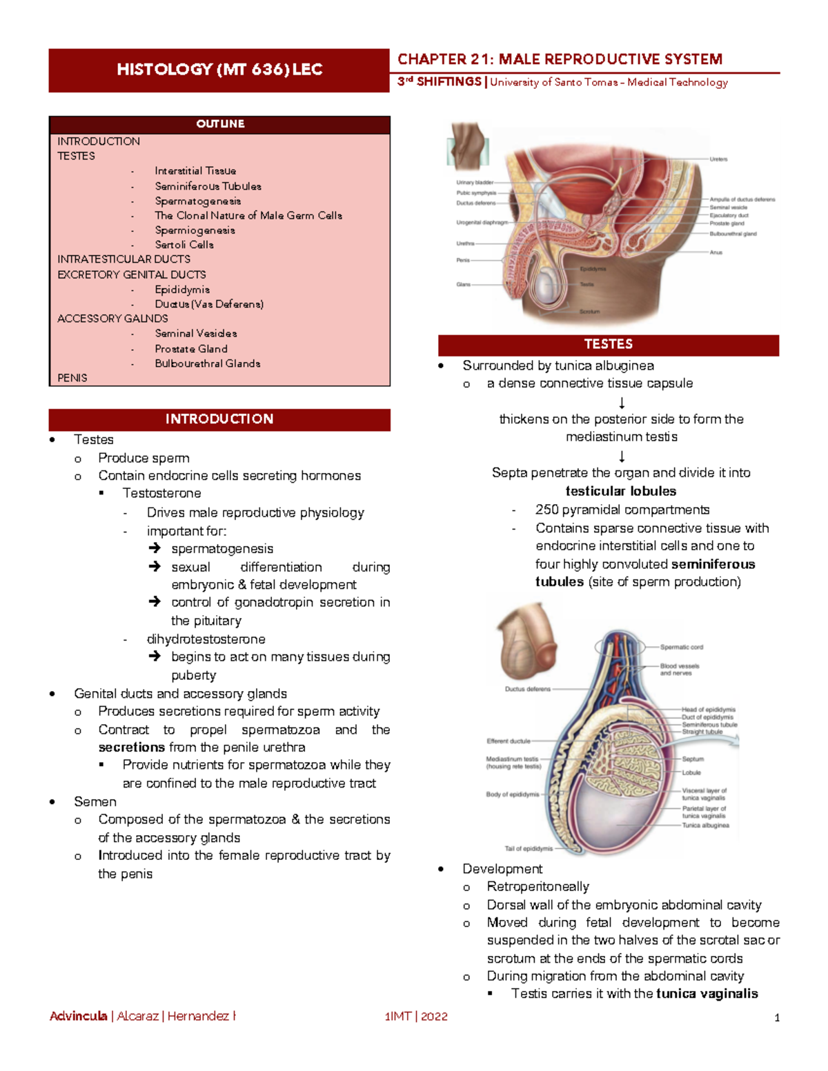 Histology 21 - Male Reproductive System - HISTOLOGY (MT 636) LEC ...