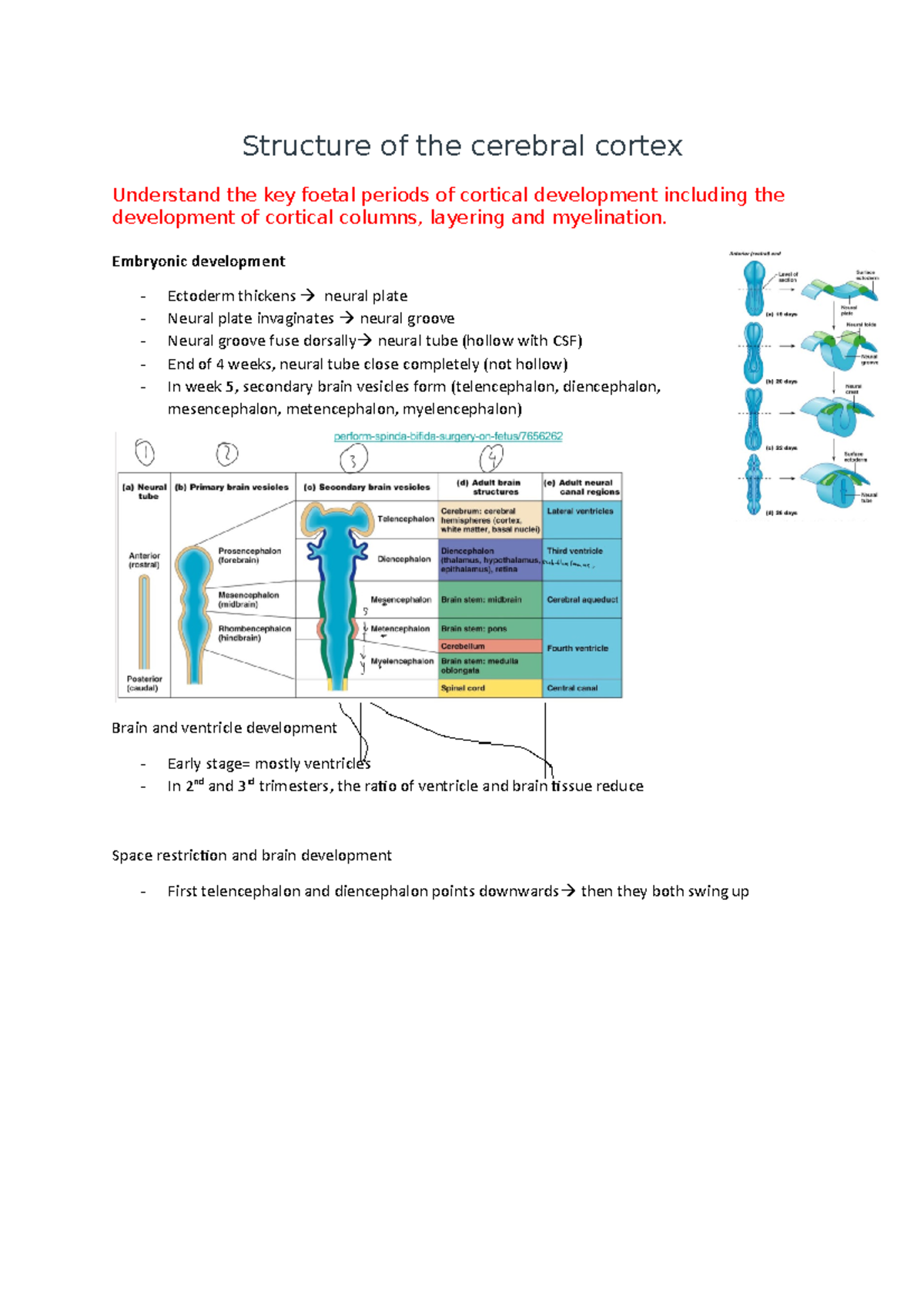 Structure of the cerebral cortex - BIOS1171 - USyd - Studocu