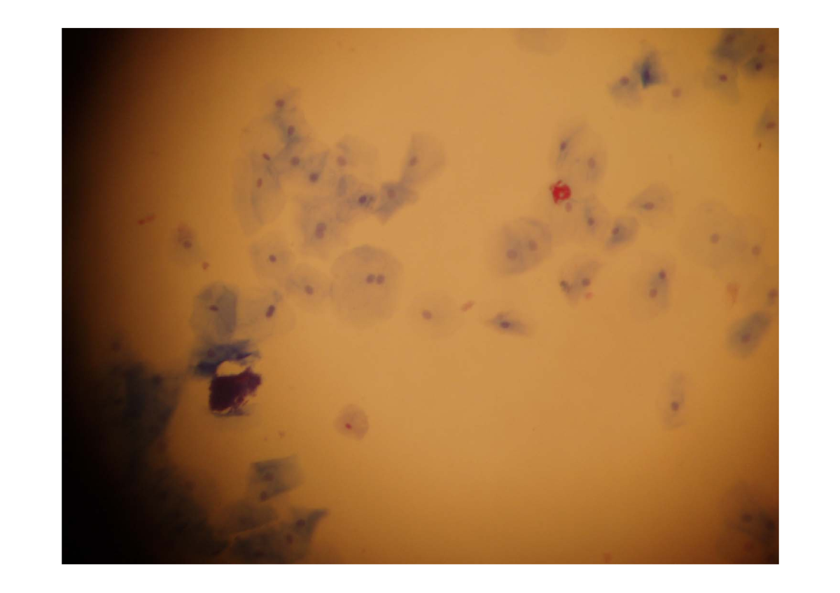 Practicum histologie en cytologie: De microscopische preparaten ...