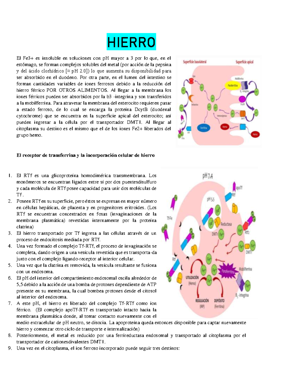 "FE" HIERRO METABOLISMO Y FARMACO - HIERRO El Fe3+ es insoluble en ...