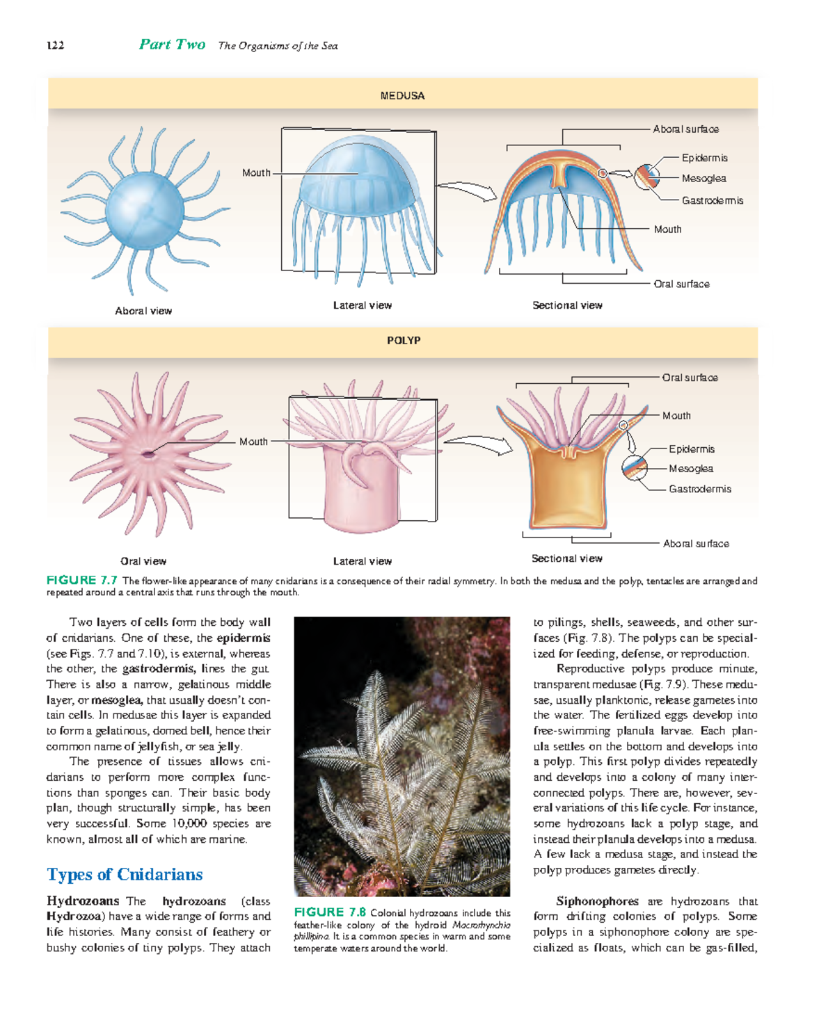Marine biology part 9 - Aboral surface Aboral view Aboral surface Oral ...