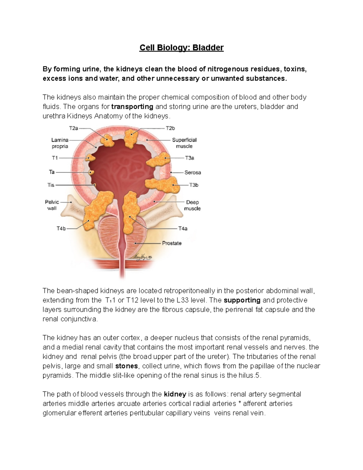 Cell Biology Bladder - The kidneys also maintain the proper chemical ...