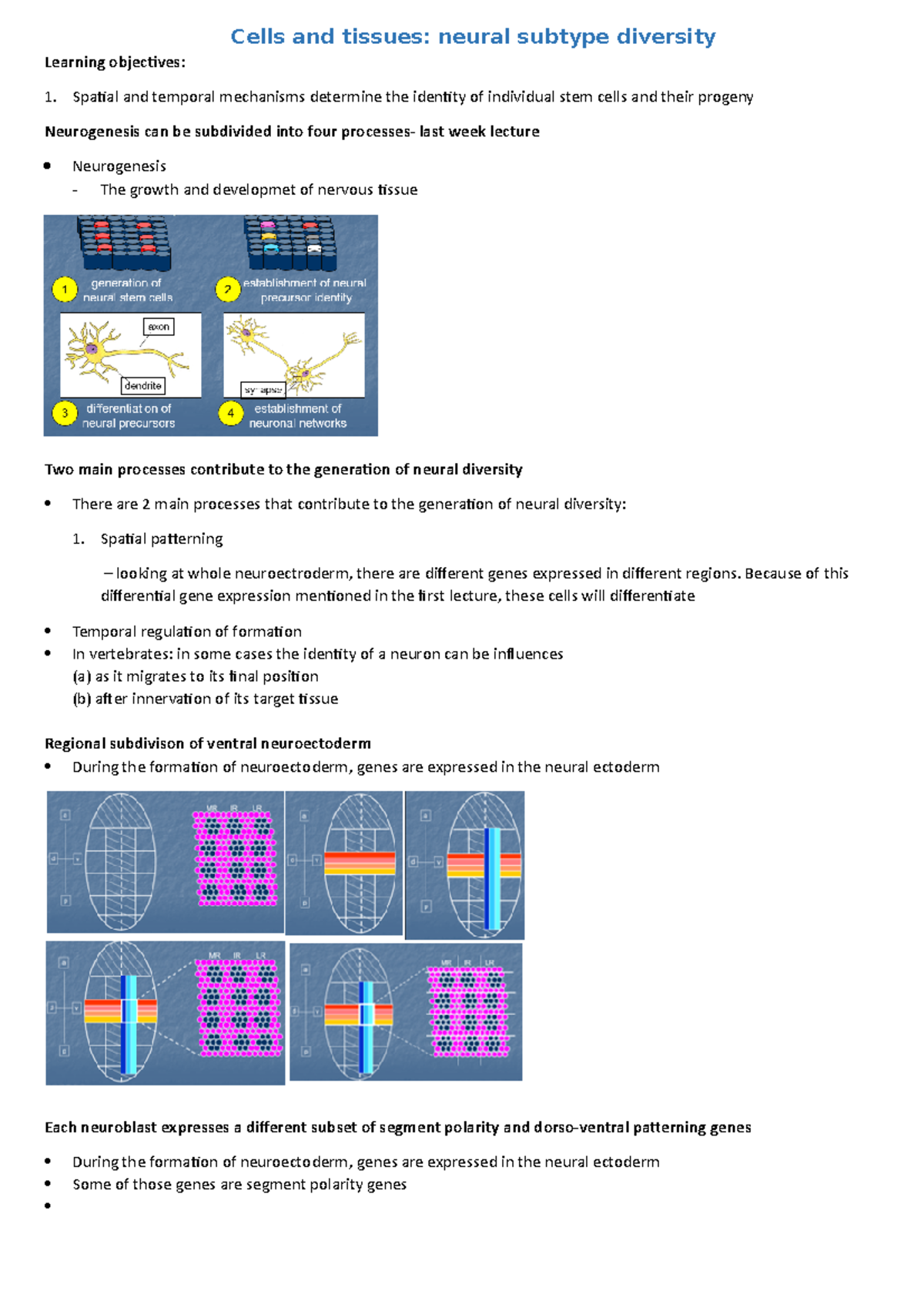 10. Lecture 11 Notes - Cells and tissues: neural subtype diversity ...