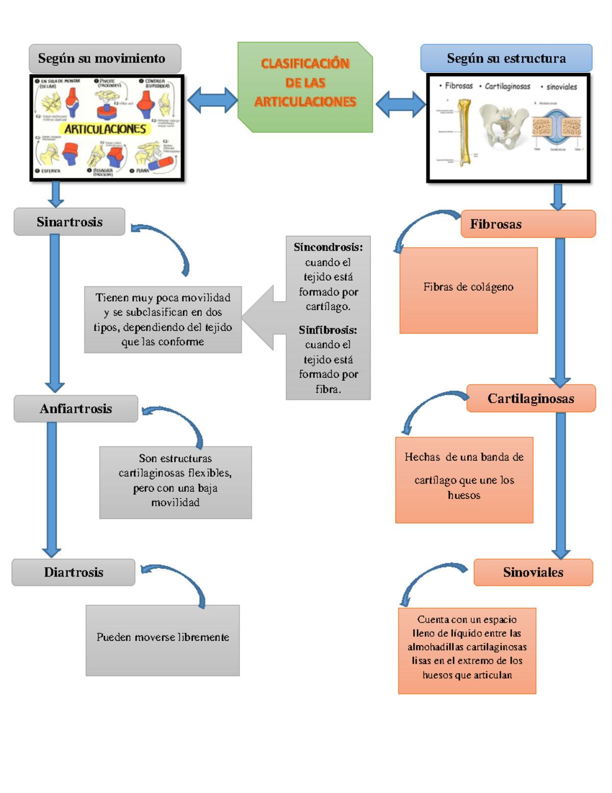 Clasificacion de las articulaciones-funcion de los huesos - Sinartrosis ...