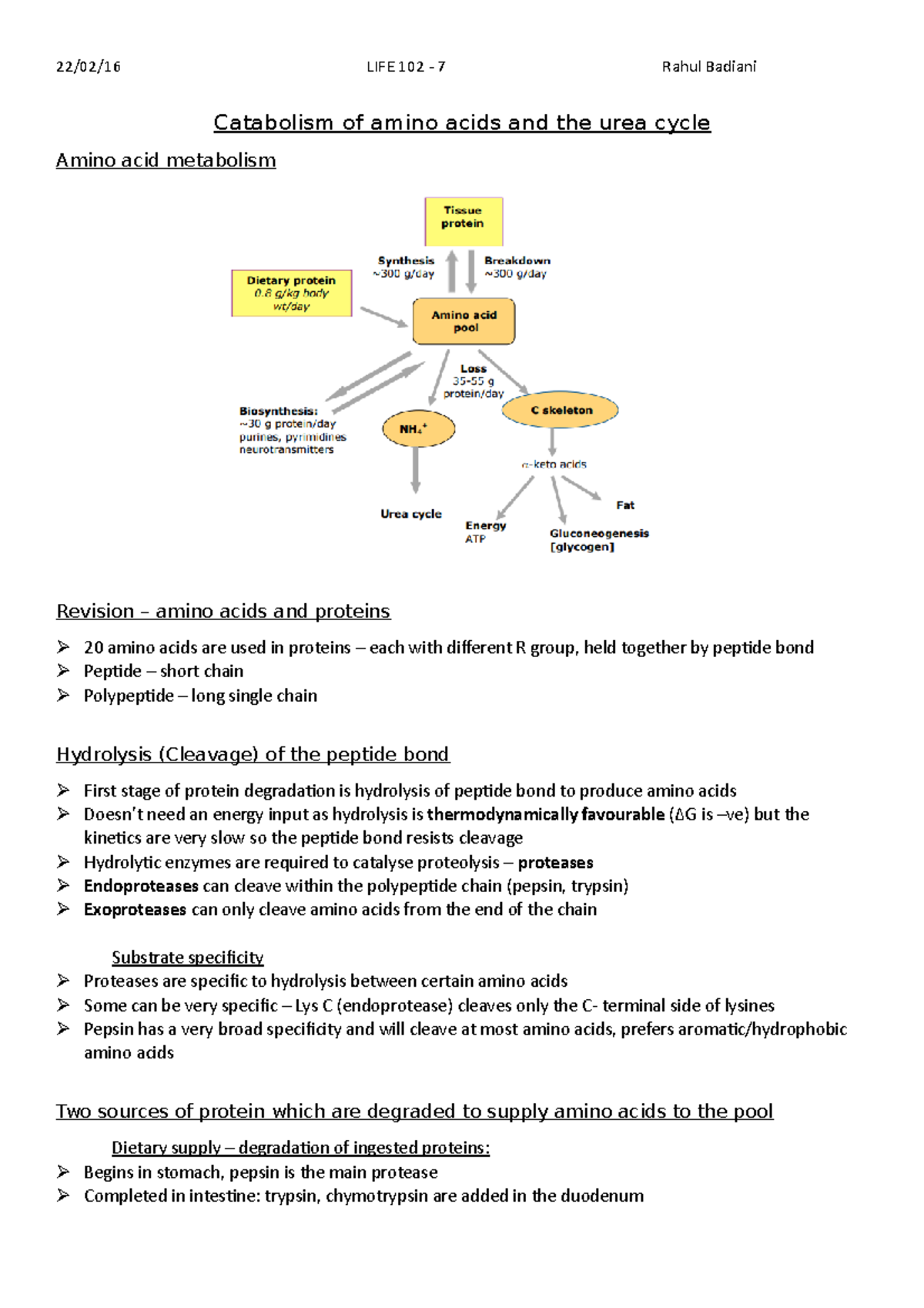 7 - Catabolism of amino acids and the urea cycle - Catabolism of amino ...