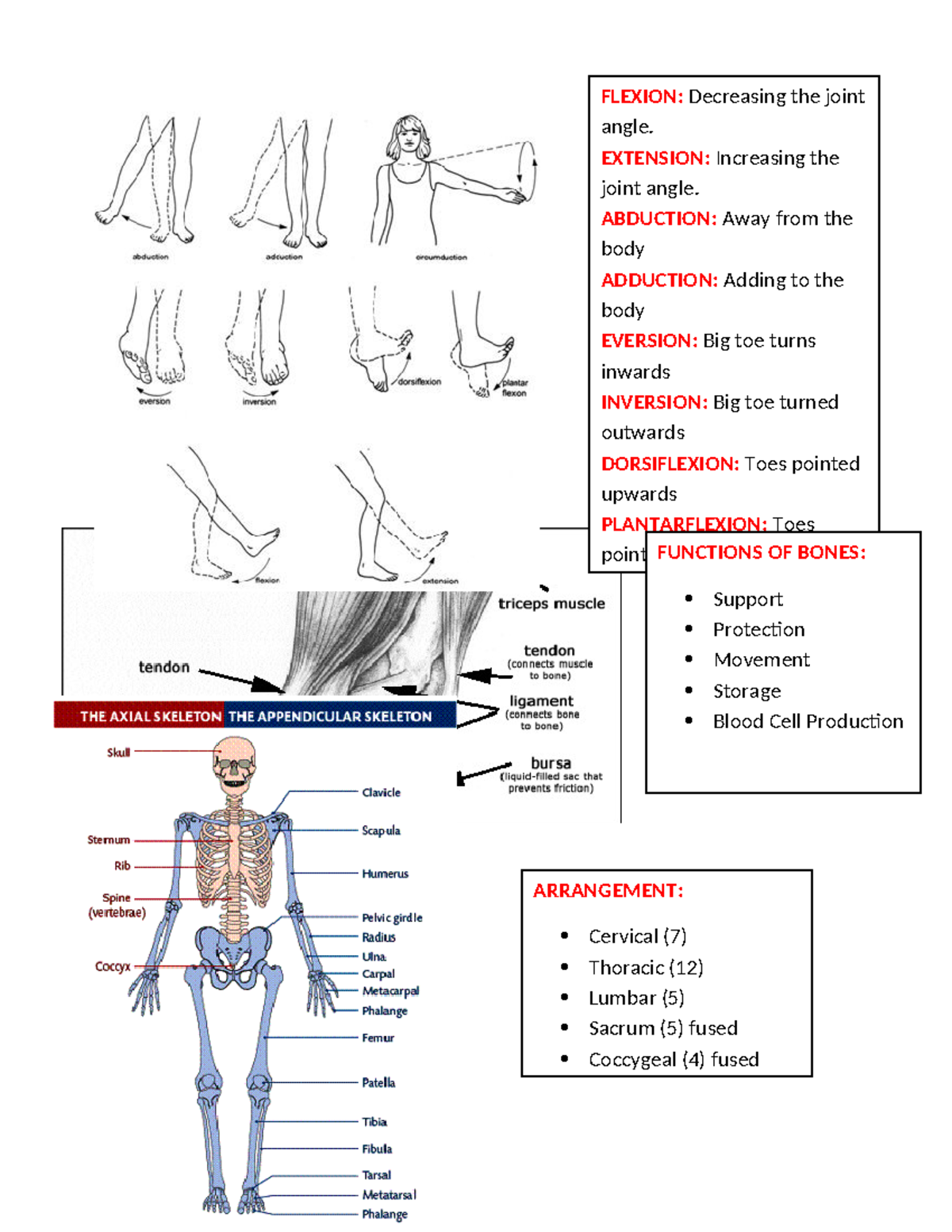 Unit 1, Area of Study 1 - FLEXION: Decreasing the joint angle ...