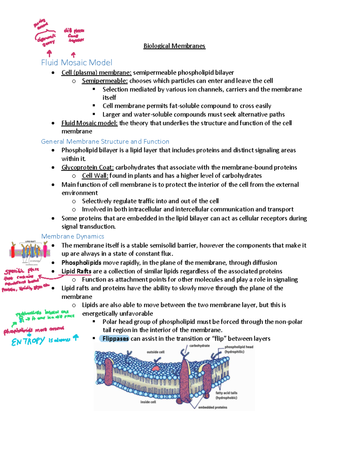 Copy of 8-Biological Membranes - Biological Membranes Fluid Mosaic ...