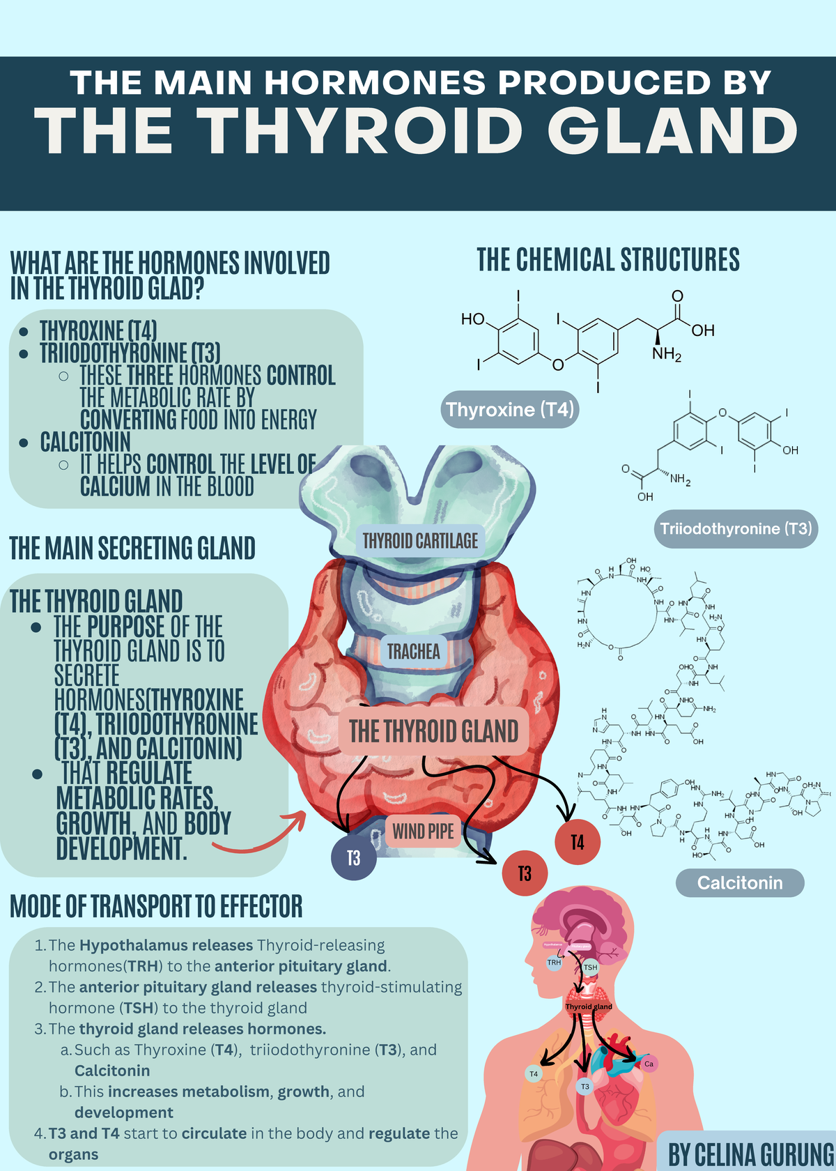 THE Thyroid Gland - Thyroxine (T4) Triiodothyronine (T3) Calcitonin ...