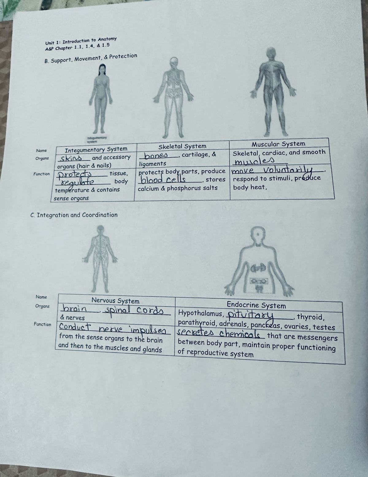 IMG 9279 - Anatomy and physiology - BIO 105 - Studocu