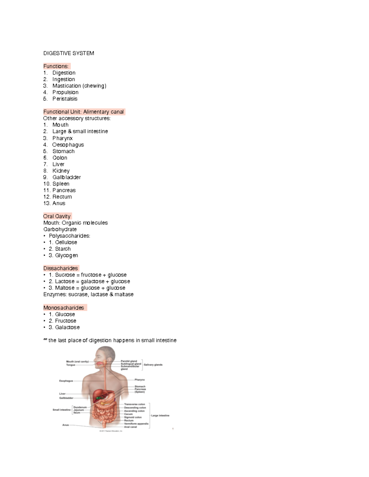 Digestive SYS - notes for anatomy and physio - DIGESTIVE SYSTEM ...