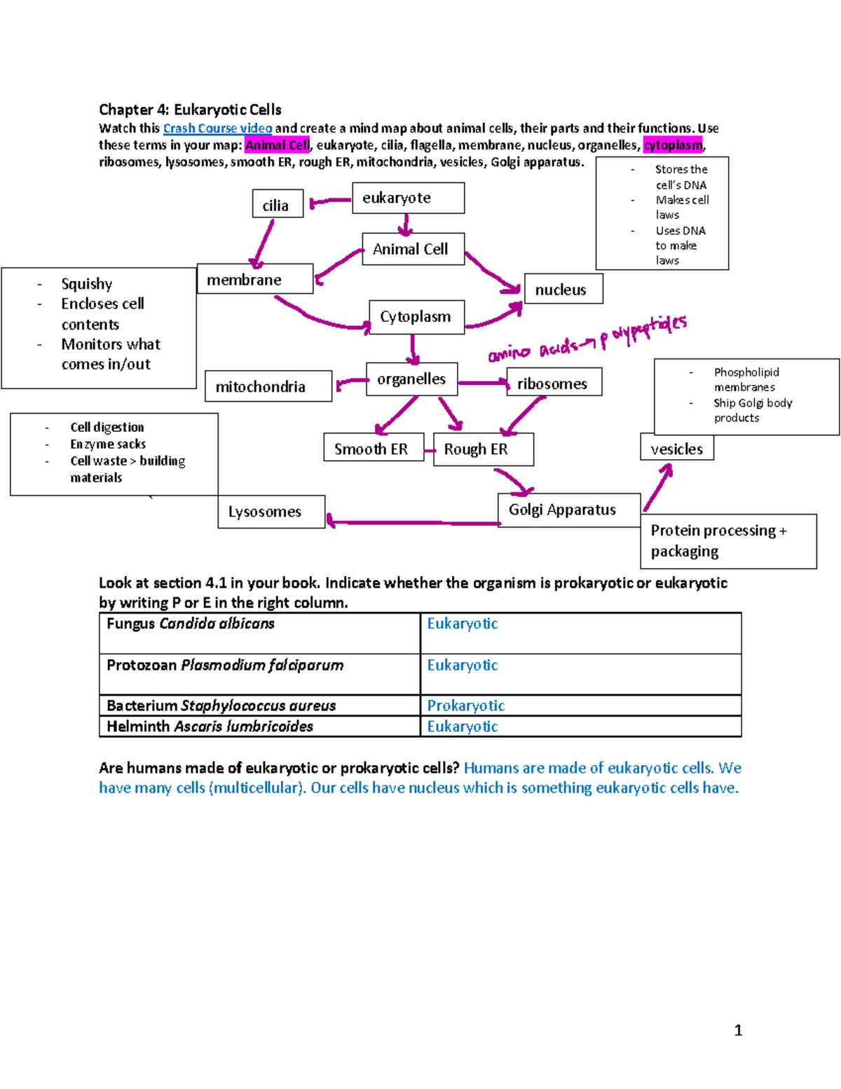 Chapter 4 studyguide - Chapter 4: Eukaryotic Cells Watch this Crash ...