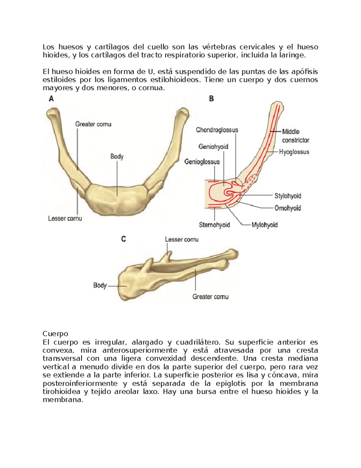 El cuello humano: huesos y cartílagos que lo componen