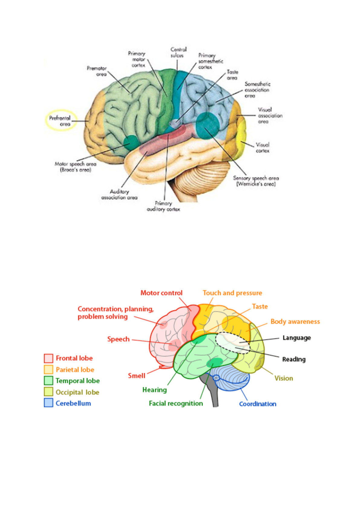 schémas cerveau - Central Primary sulcus Primary motor somesthetic ...
