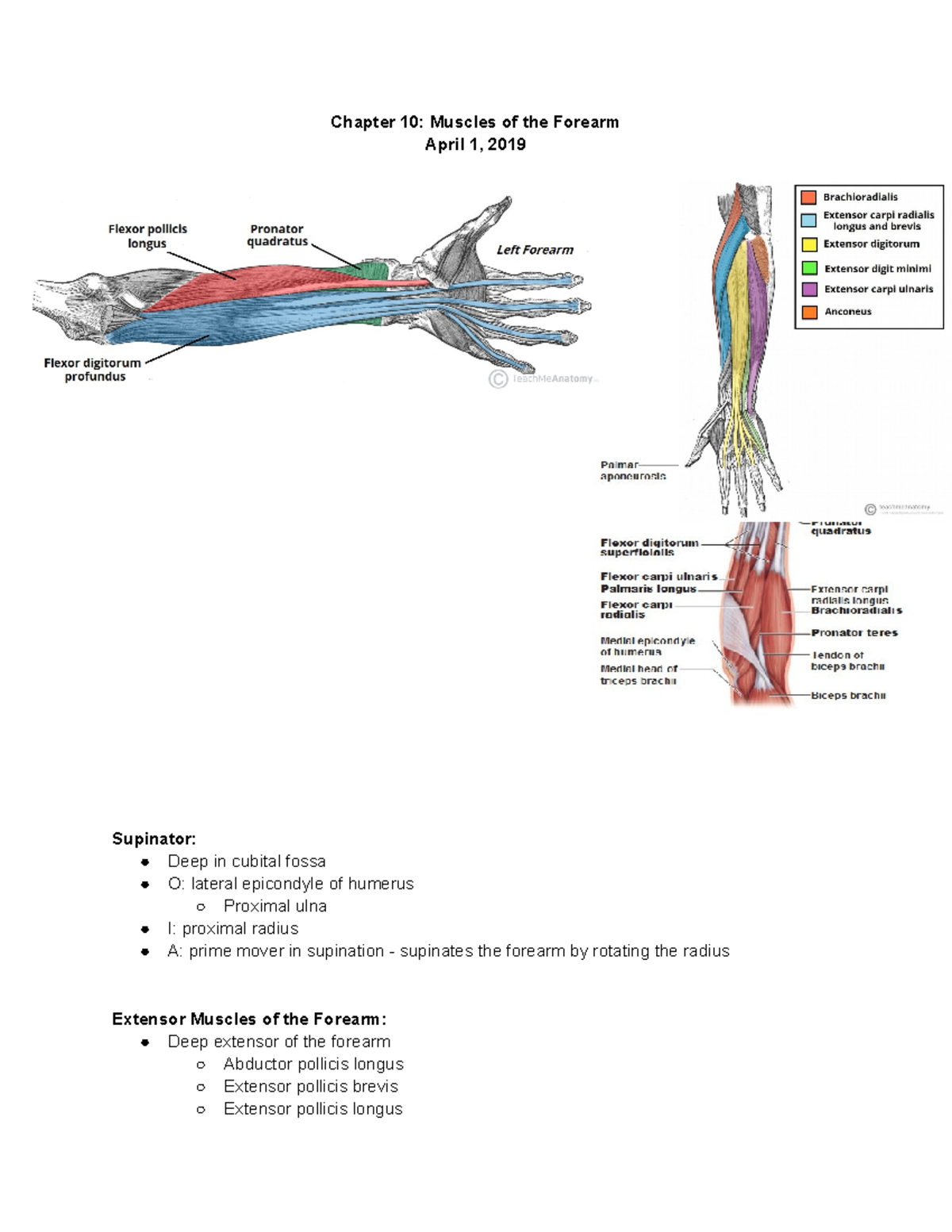 Chapter 10 Muscles of the Forearm - Chapter 10: Muscles of the Forearm ...