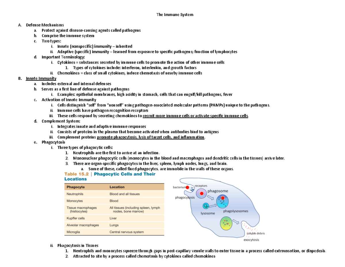 14 BMS 108 The Immune System Short-3 - Warning: TT: undefined function: 32 The Immune System A ...