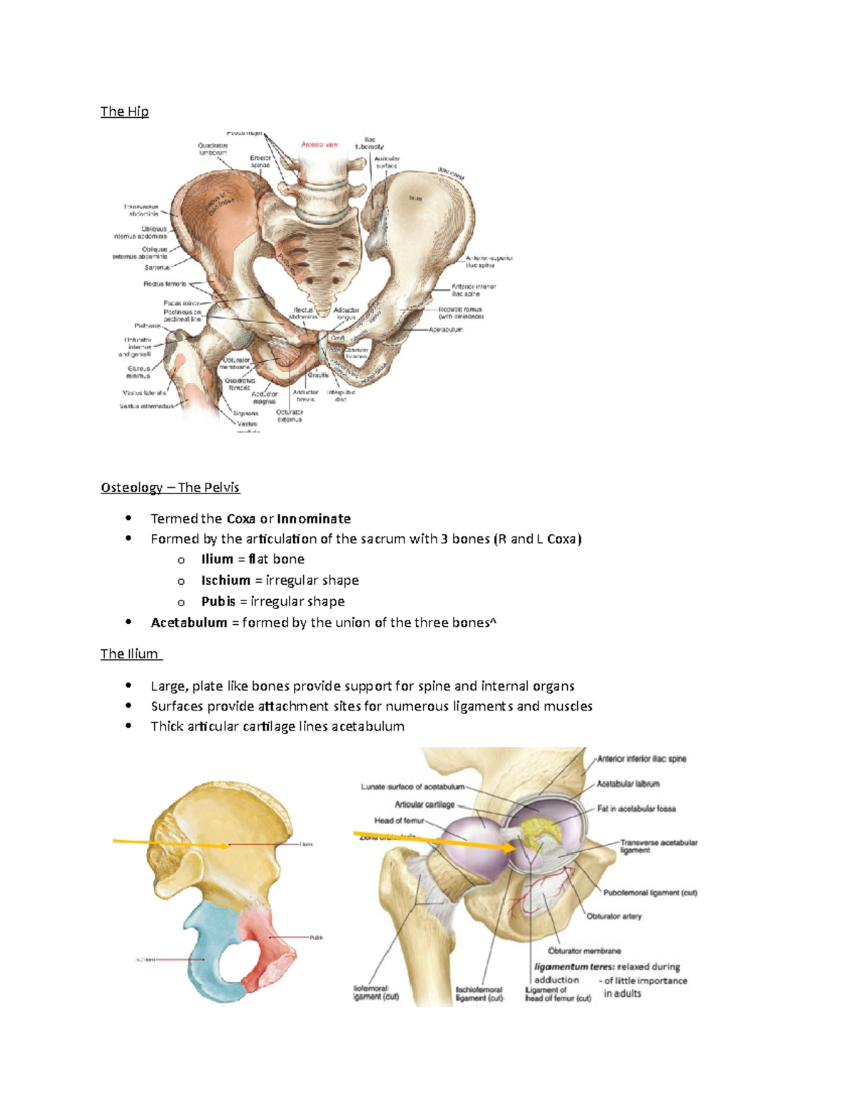 (10) Hip & Lower Extremity - The Hip Osteology – The Pelvis Termed the ...