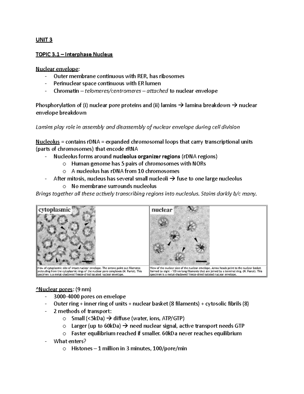 Unit 3 notes: Nuclear Structure & Function - UNIT 3 TOPIC 3 ...