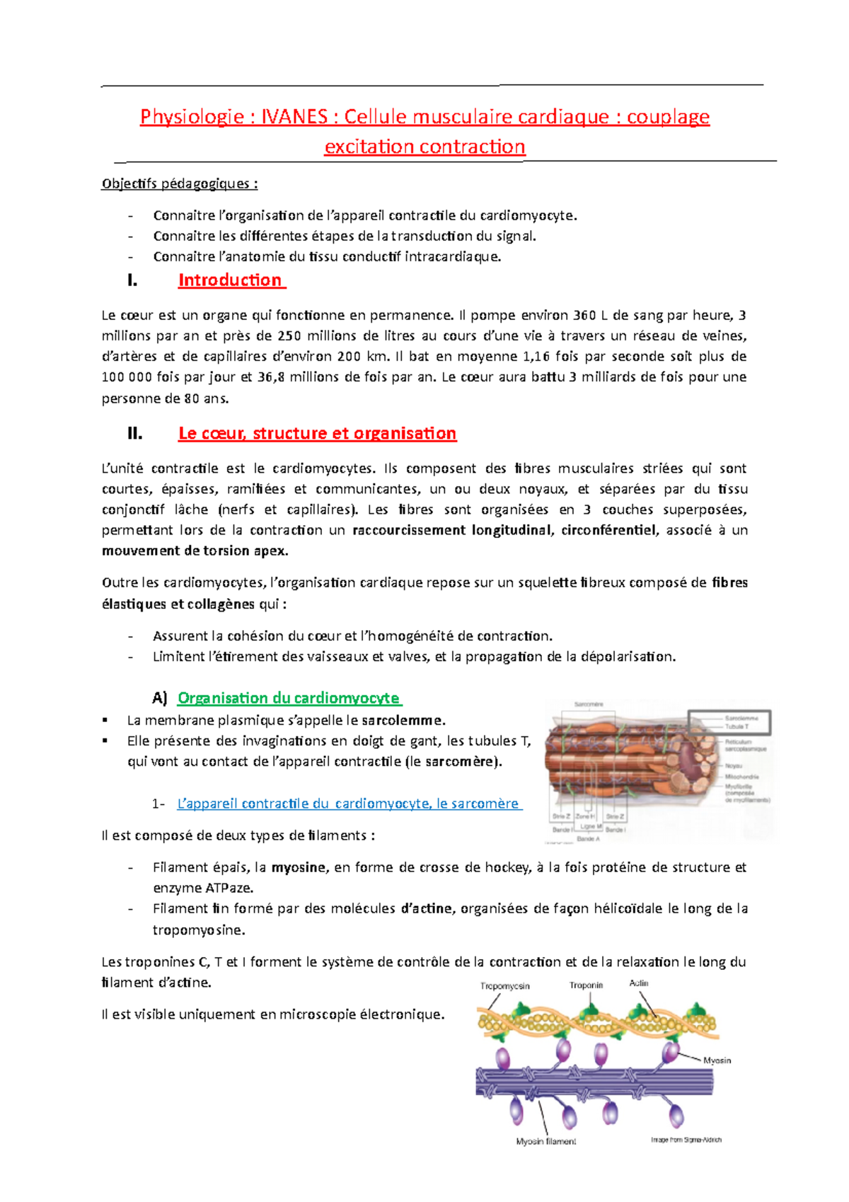 Couplage excitation contraction - Physiologie : IVANES : Cellule ...