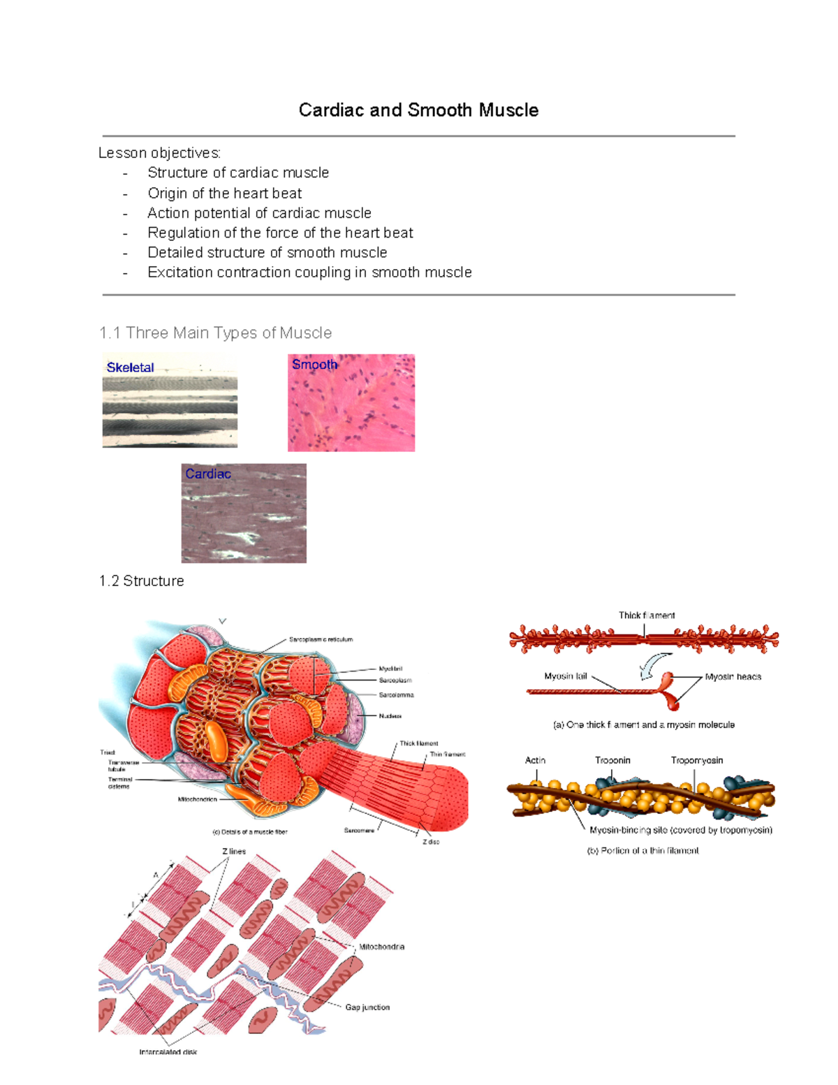 Muscles and Heart - Cardiac and Smooth Muscle Lesson objectives ...